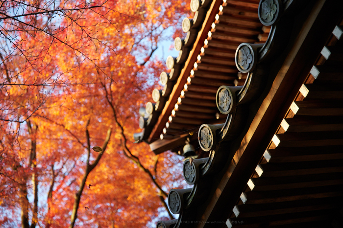 お写ん歩: SIGMA 12-24mm F4 DG HSM Artアーカイブ お写ん歩: SIGMA 12-24mm F4 DG HSM Artアーカイブ